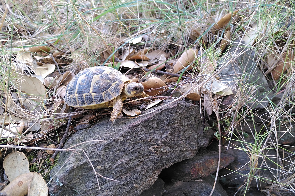 Comencen a introduir exemplars de tortuga mediterrània al Parc Natural ...